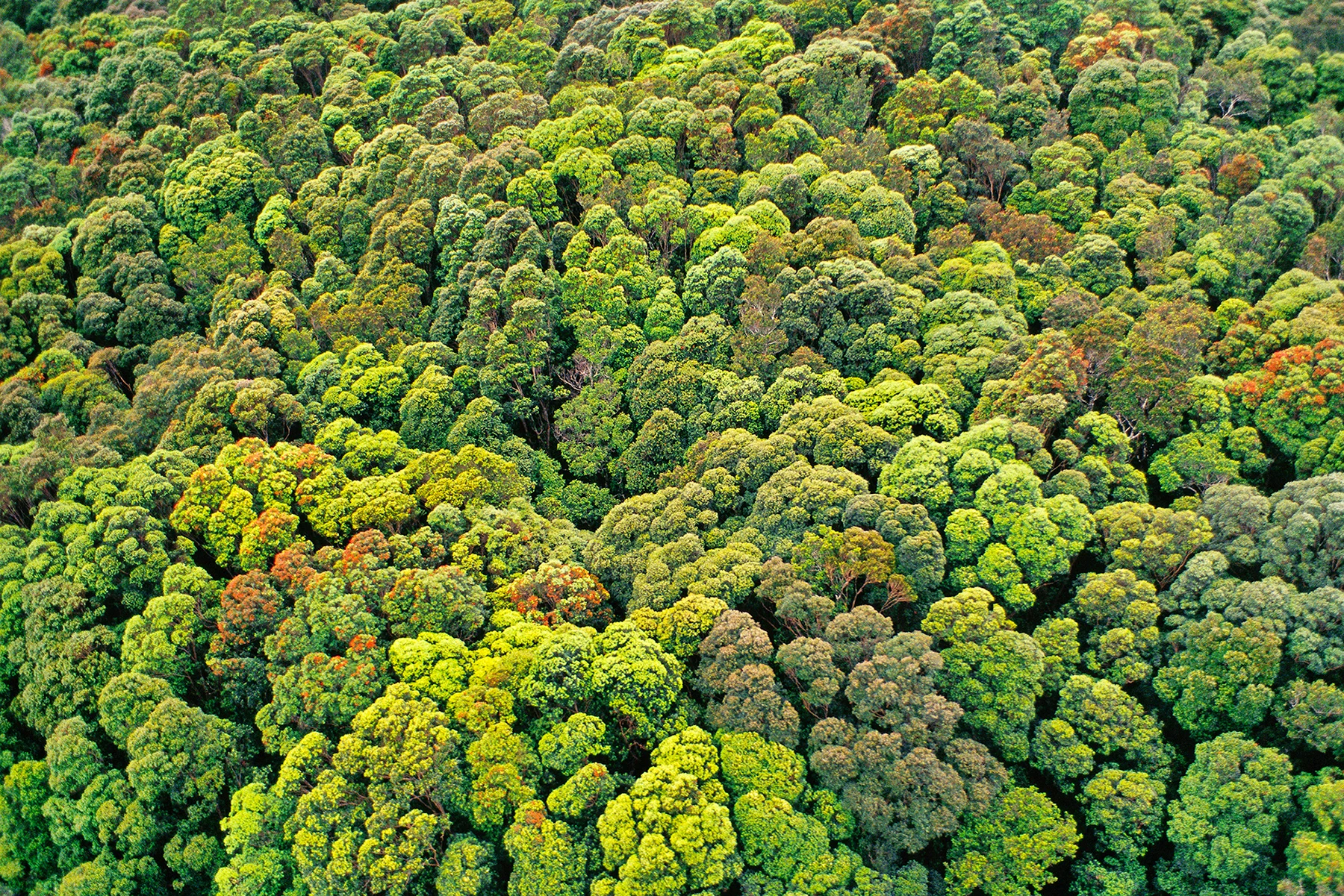 WePresent | Frans Lanting on the urgency of conservation