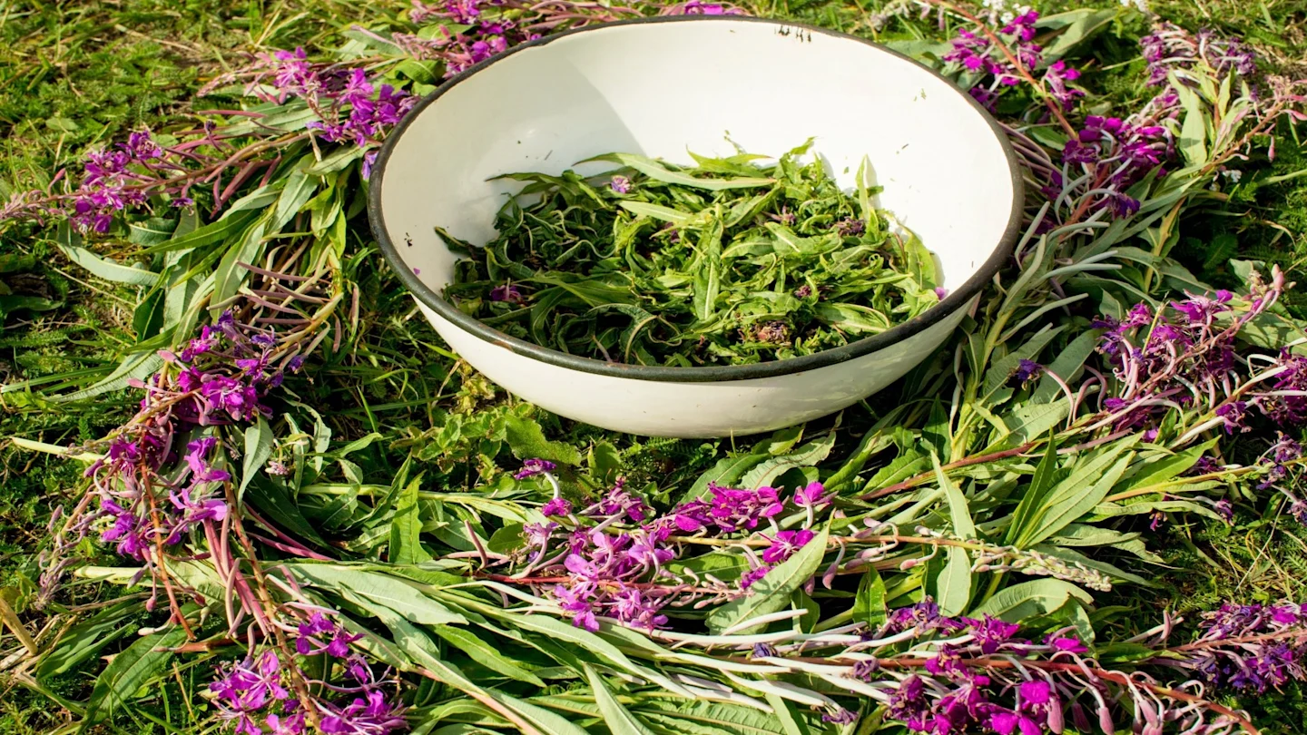 What Is Salvia? Understanding Its Risks, Effects, and Paths to Recovery