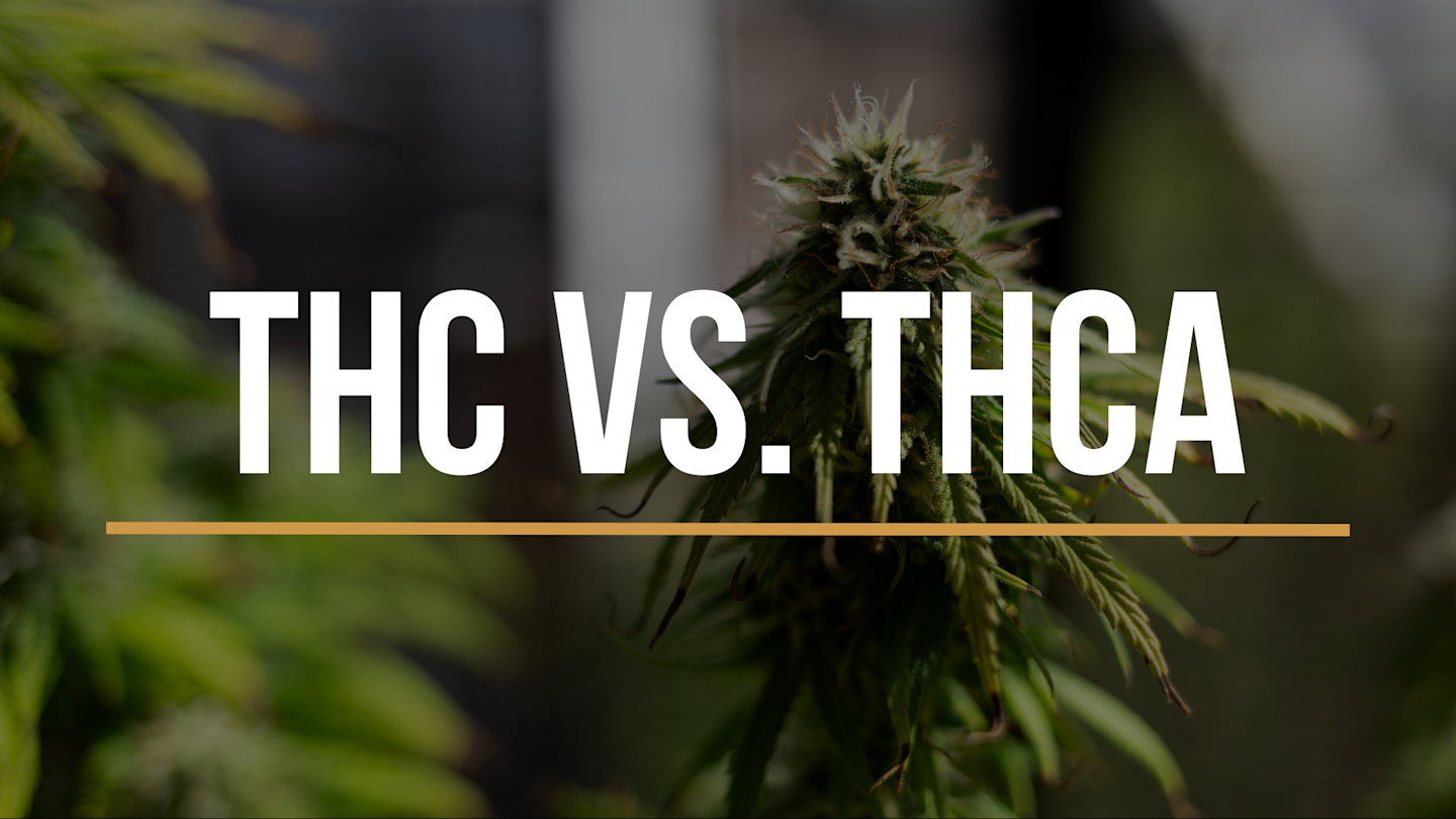 THC vs. THCA: What's the Difference?