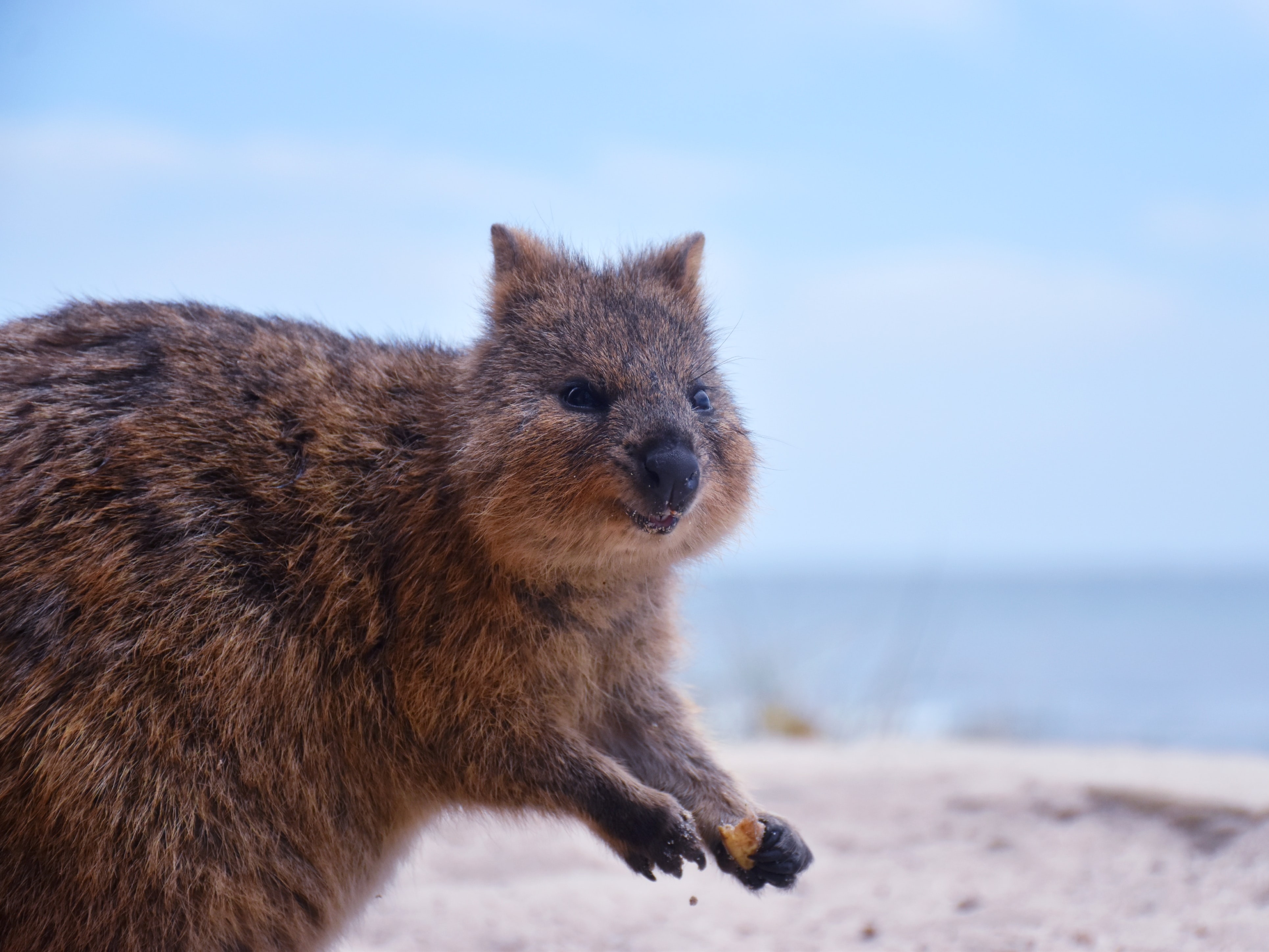 Why Quokkas | The Happiness Index