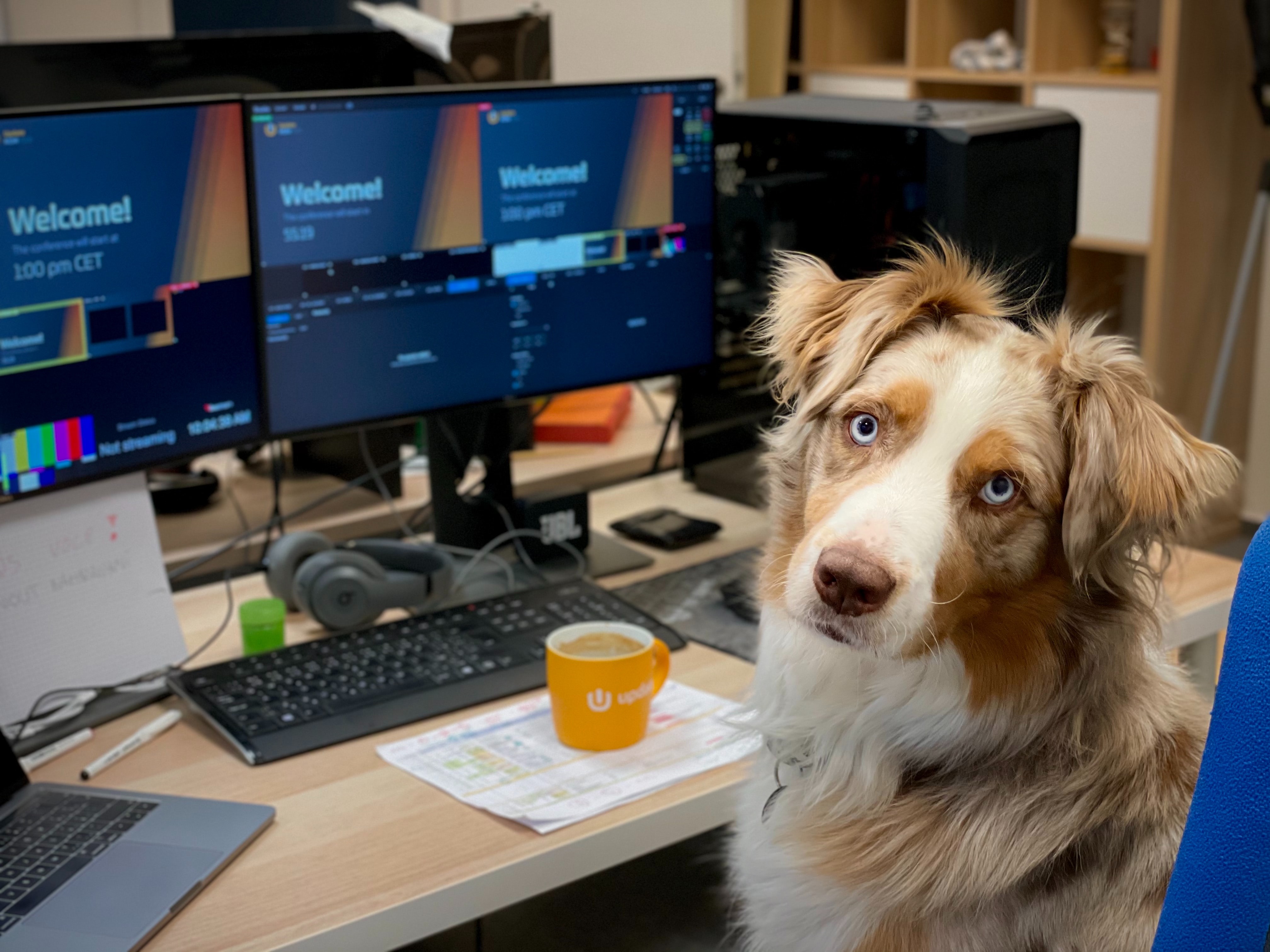 Animals in The Workplace | The Happiness Index