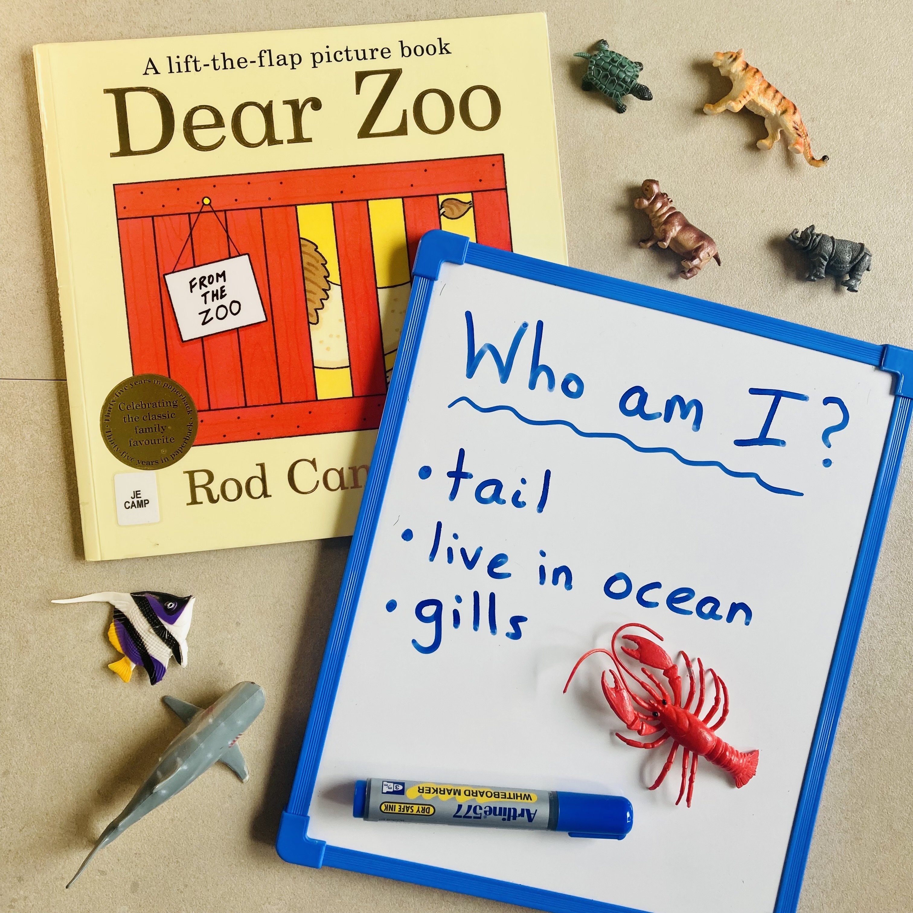 Phonic Companion Set 3 - Focus Zz | High quality literacy lesson ...