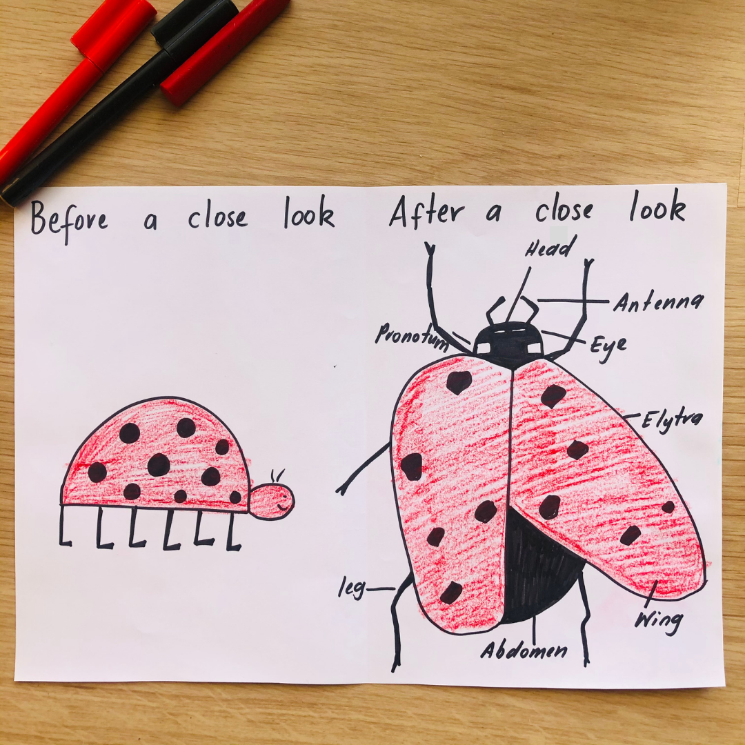 The Grouchy Ladybug - Learning About Ladybugs | High quality literacy ...