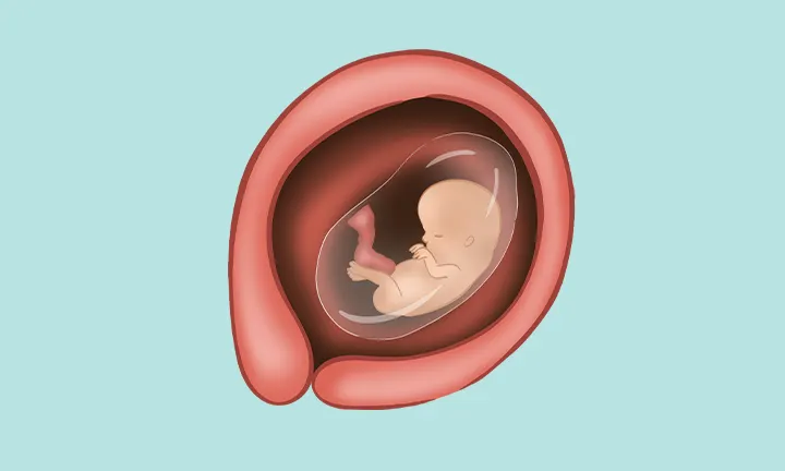 12. SSW: Symptome & Schwangerschaftsentwicklung | Pampers