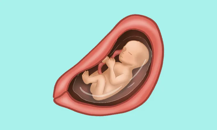 24. SSW: Symptome, Schwangerschaft & Entwicklung | Pampers