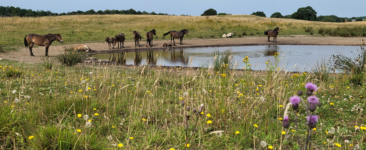 Truds Å vandrerute - Oplev Kolding