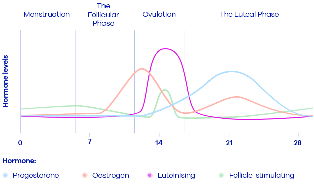 Female Hormone Levels During Cycle