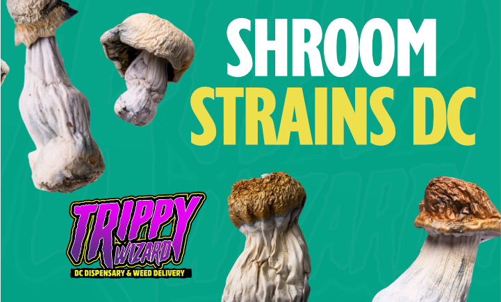 Guide To Finding Magic Mushrooms In DC | Trippy Wizard Dispensary DC ...
