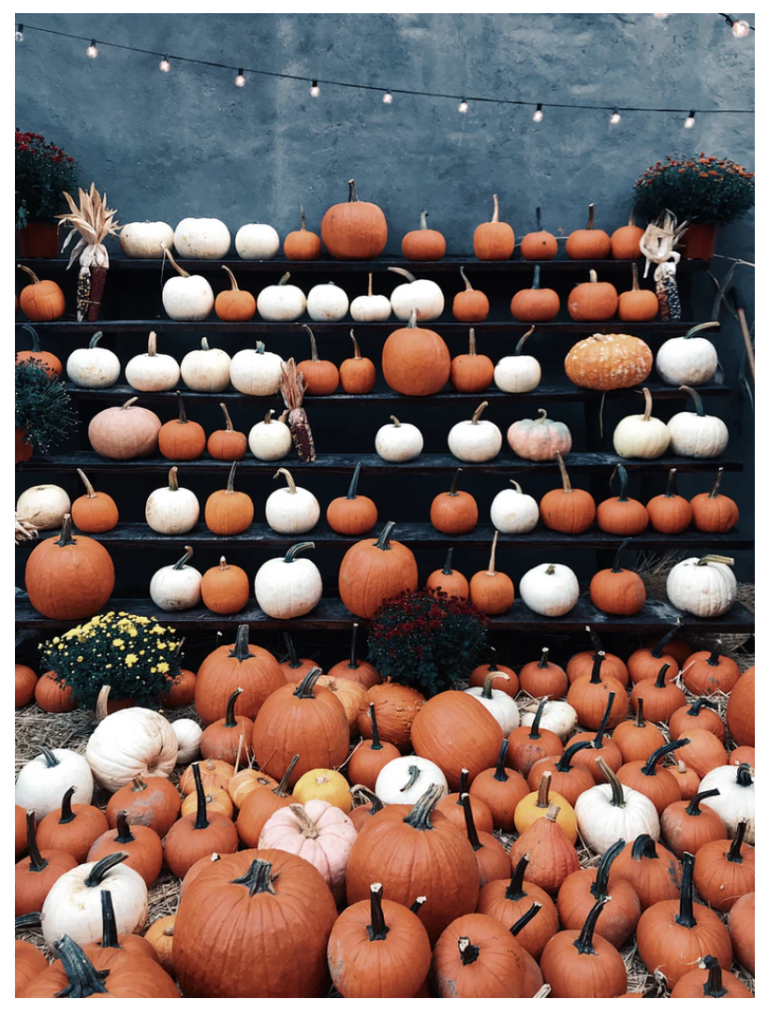 15 Free Halloween Stock Photos for Social Media