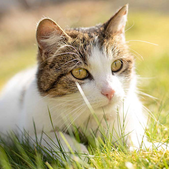 Har din hund eller katt fått loppor? | Kronans Apotek