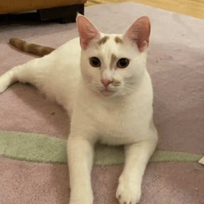 Fresh Cat Food Reviews & Ratings | Smalls