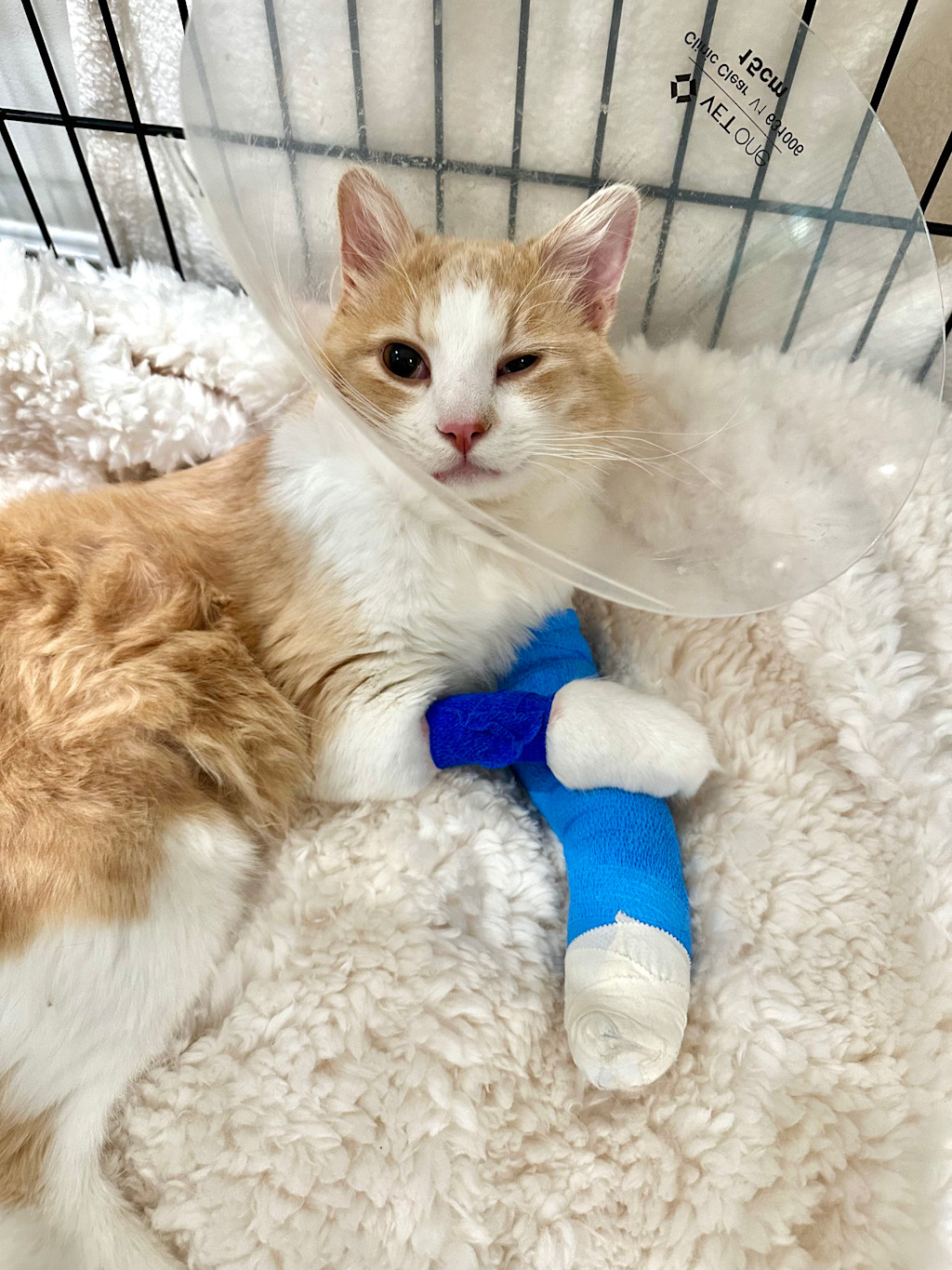 Smalls | Interview with Grace Choi, The Happy Kitty Rescue