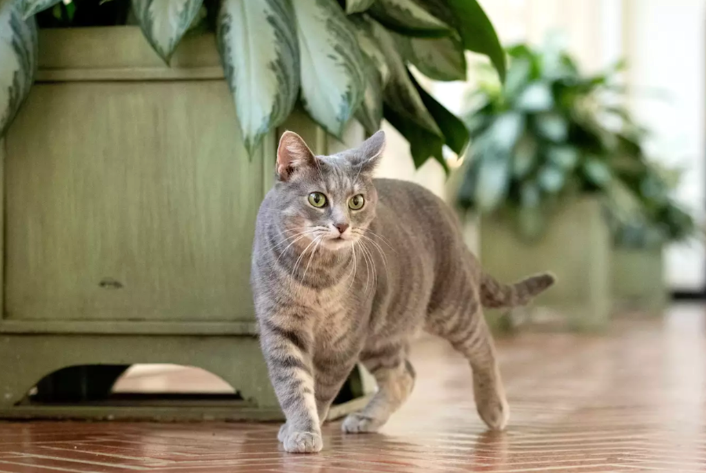 Smalls | The History of Cats in the White House