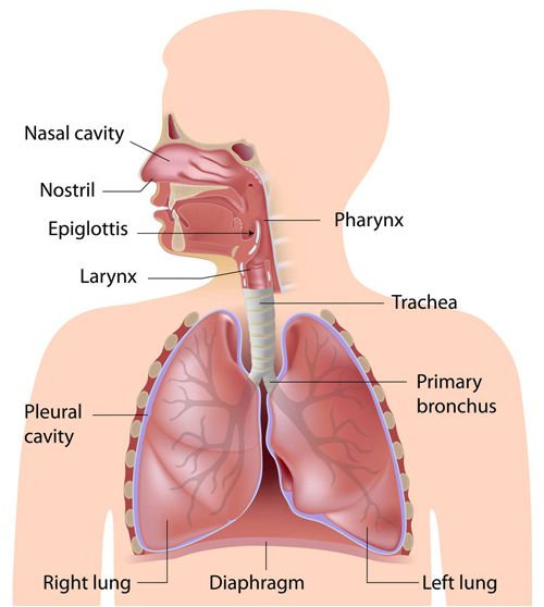 trachea organ system and function