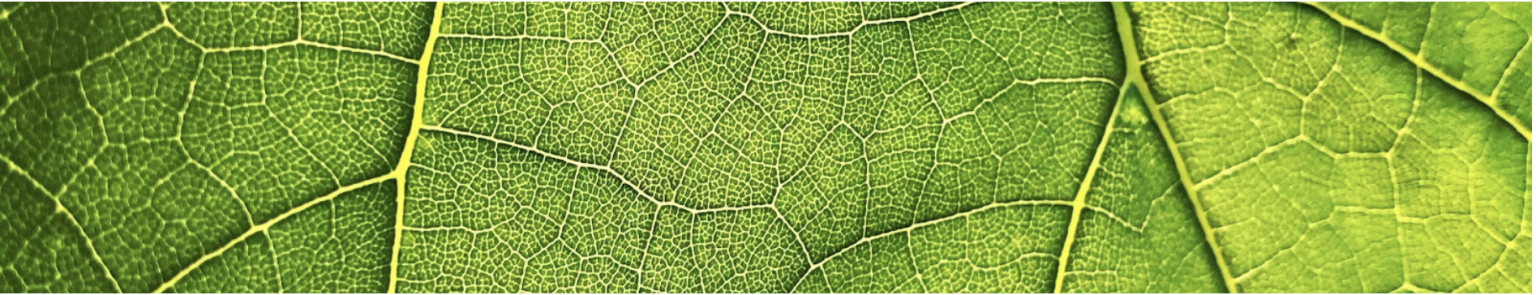 Het sneeuwt bladeren | Blog van Voedselboskabouters