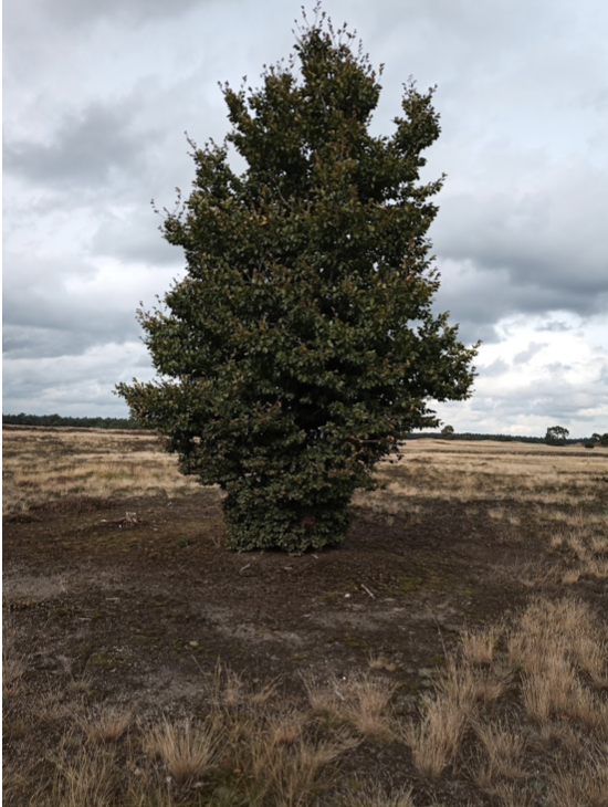 Wat is de snelst groeiende boom van de wereld? | Blog van ...