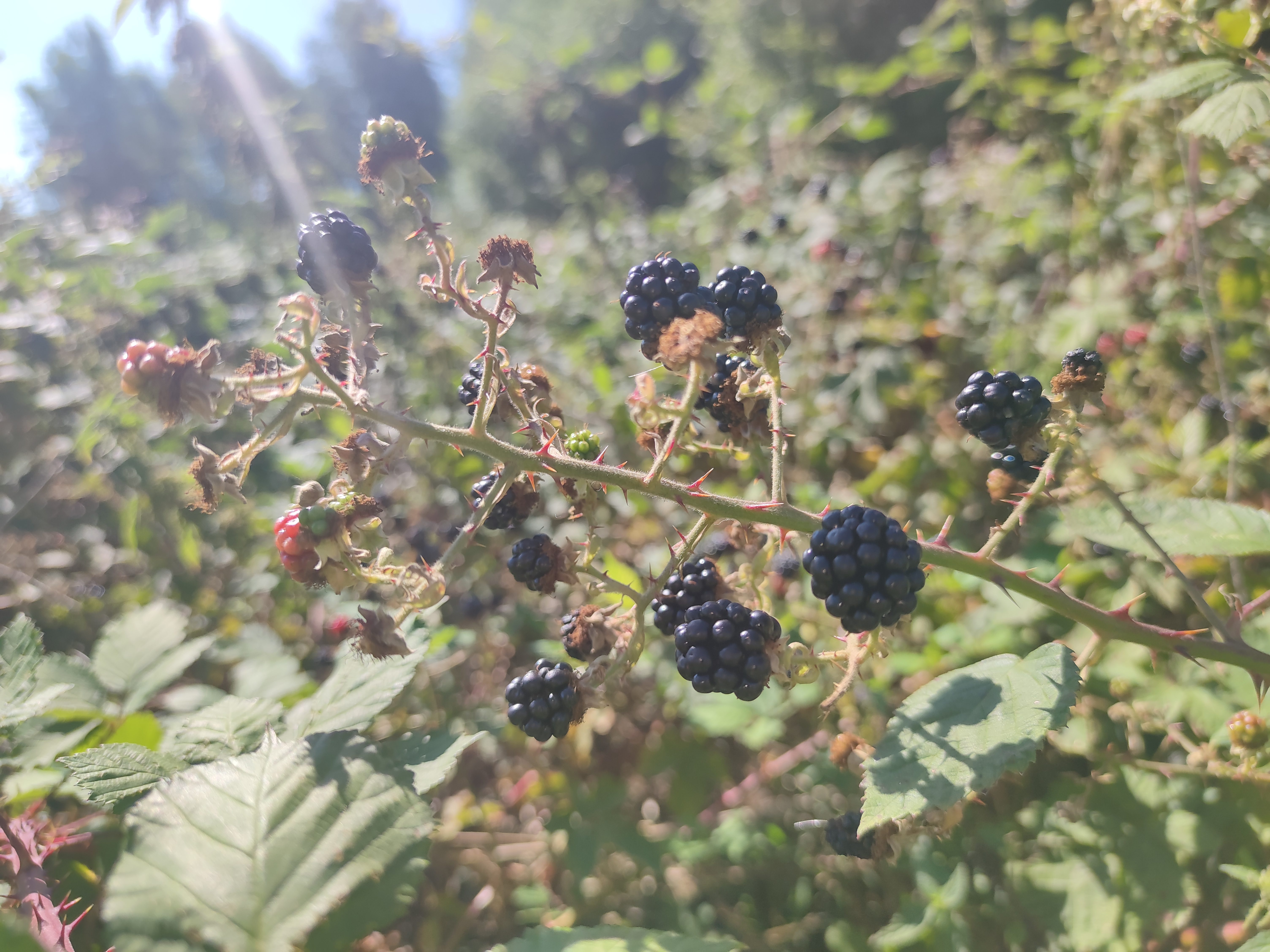 Wildplukken in de natuur en in cultuurlandschap | Blog van ...