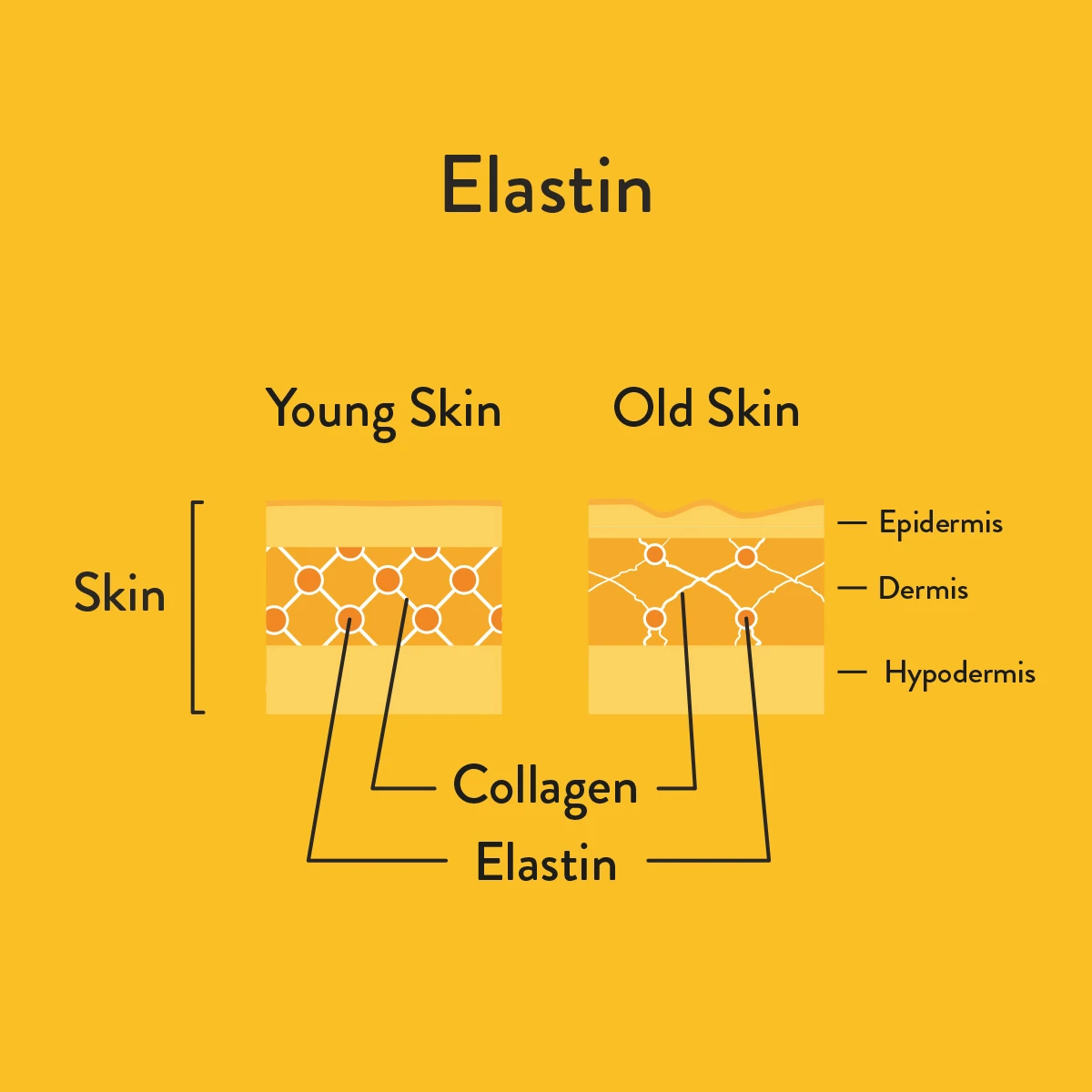 Ingredient Glossary | NEUTROGENA®