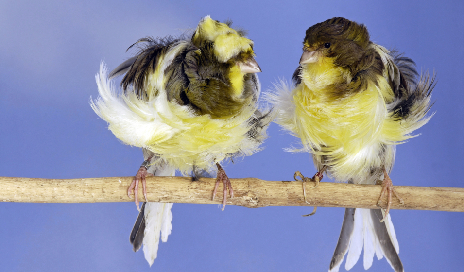 Le canari frisé du Nord - Jardiland