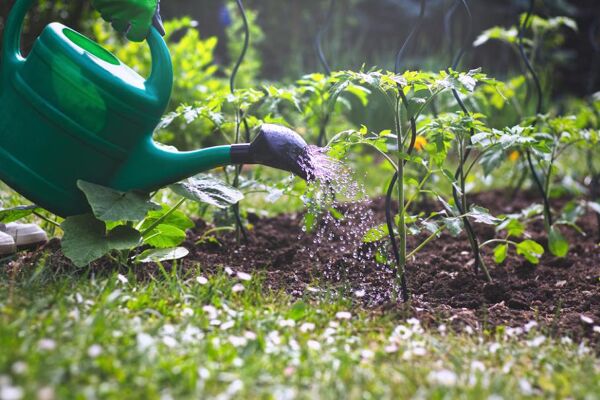 2 astuces pour bien arroser ses tomates - Gamm vert