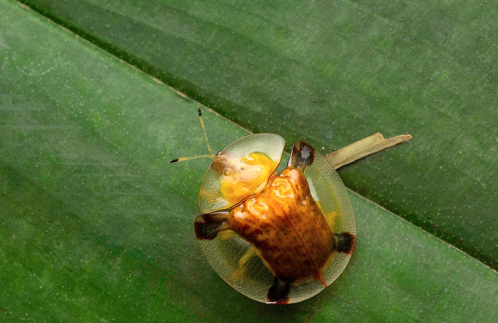 Le top 9 des animaux translucides - Jardiland