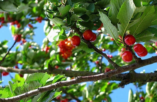 Les vertus de la cerise - Jardiland