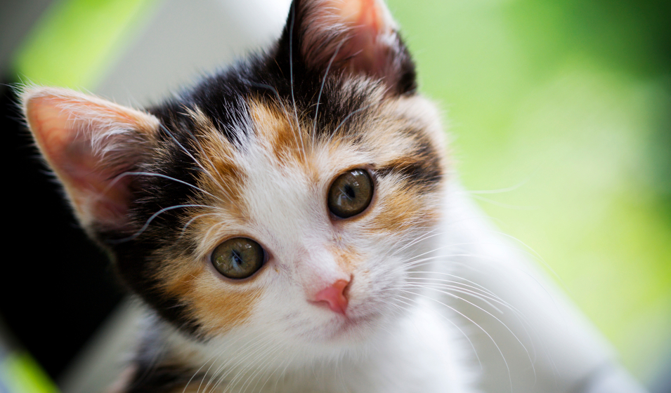 Comment bien s'occuper d'un chaton ? - Jardiland