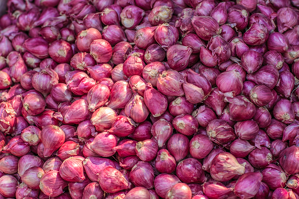 Échalote : plantation, culture et récolte - Jardiland