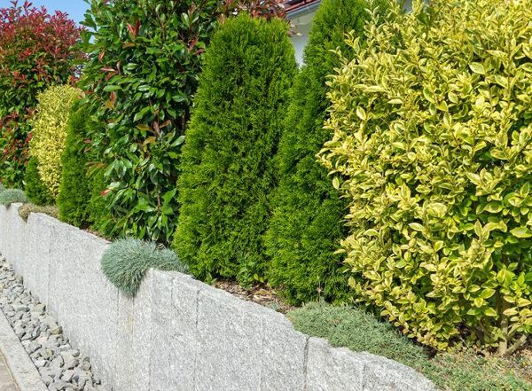 Comment avoir une belle haie persistante sans entretien ? - Gamm vert