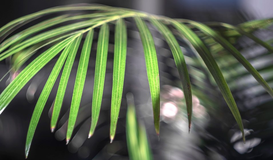 Comment soigner les maladies de ses plantes d'intérieur ? - Jardiland