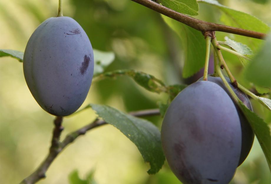 Les variétés de pruniers - Gamm vert