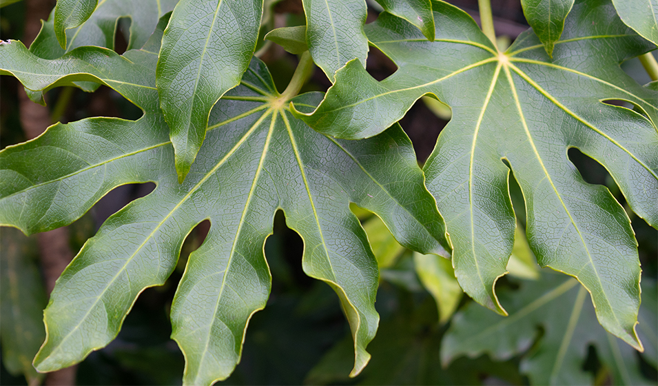 Quel arbuste choisir pour une terrasse fleurie ? - Jardiland
