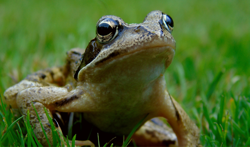 6 pequeños animales útiles en el jardín - Jardiland