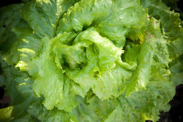 Scarole d'hiver : quand et comment la planter ? - Gamm vert