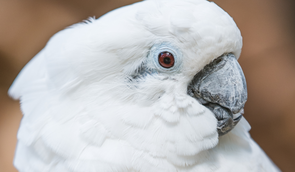 Les races de perroquets - Jardiland
