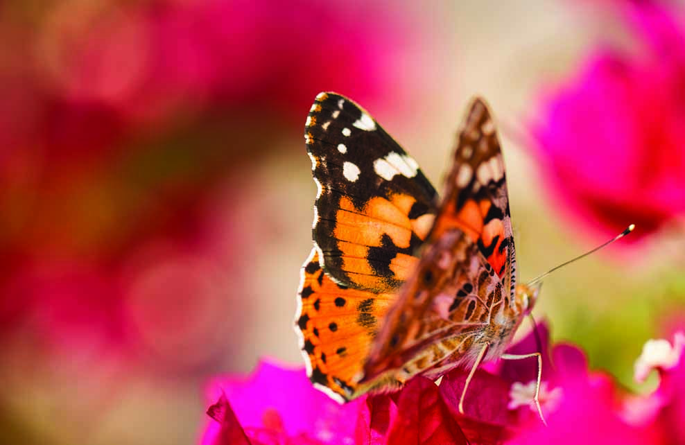 10 beaux papillons à observer dans son jardin en fin d'été - Jardiland