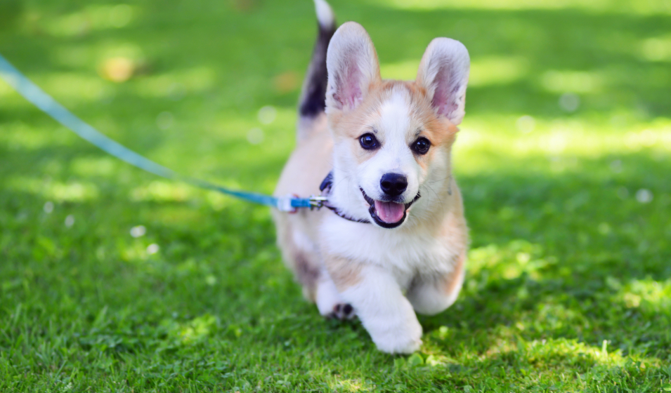 6 astuces pour éduquer un chiot - Jardiland