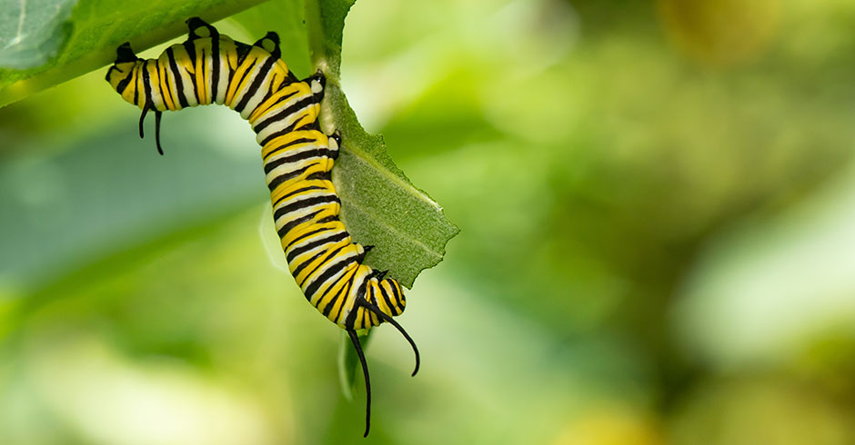 Tout savoir sur les papillons - Gamm vert