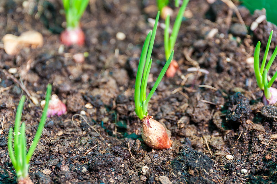 Échalote : plantation, culture et récolte - Jardiland