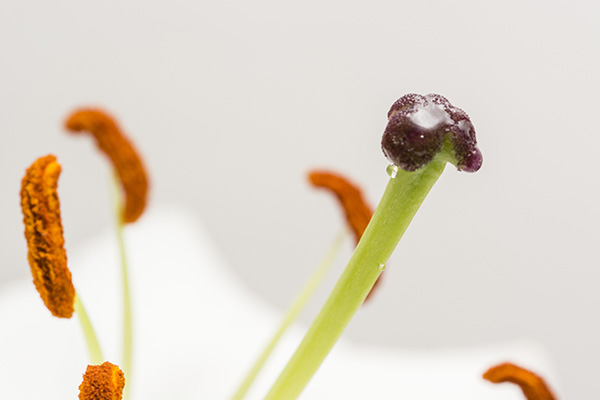 Stigmate : définition - Gamm vert