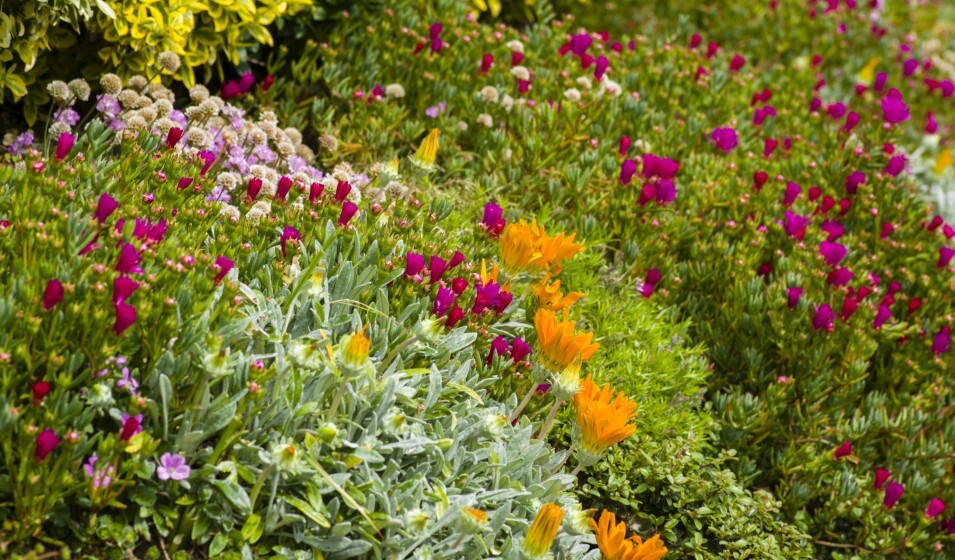 Quelles plantes pour fleurir un talus ? - Jardiland