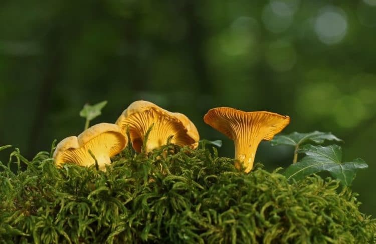 Top 10 des champignons de nos forêts - Jardiland