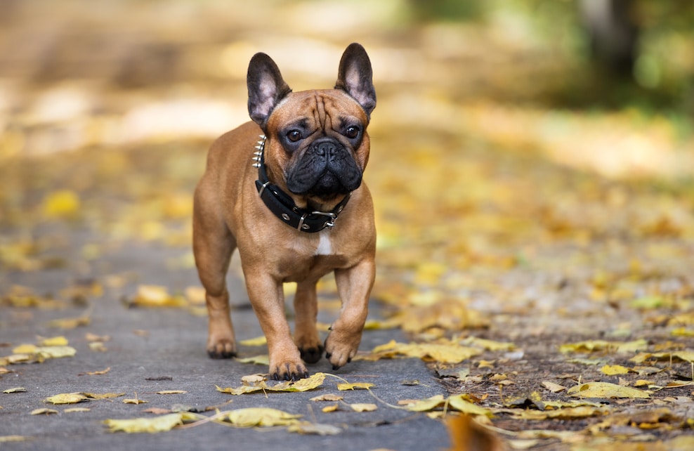 Top 10 des races de chien préférées des français - Jardiland