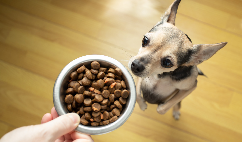 Comment savoir si des croquettes pour chien sont de bonne qualité ...