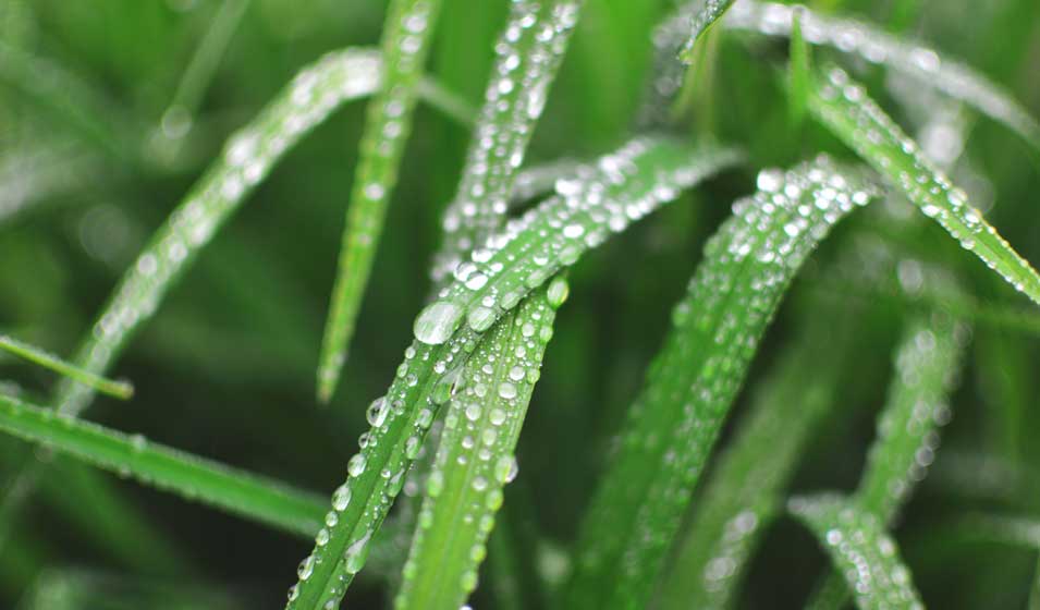 Quel gazon choisir ? - Jardiland