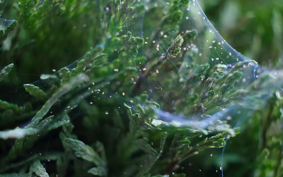 Comment éliminer les araignées rouges du thuya ? - Gamm vert