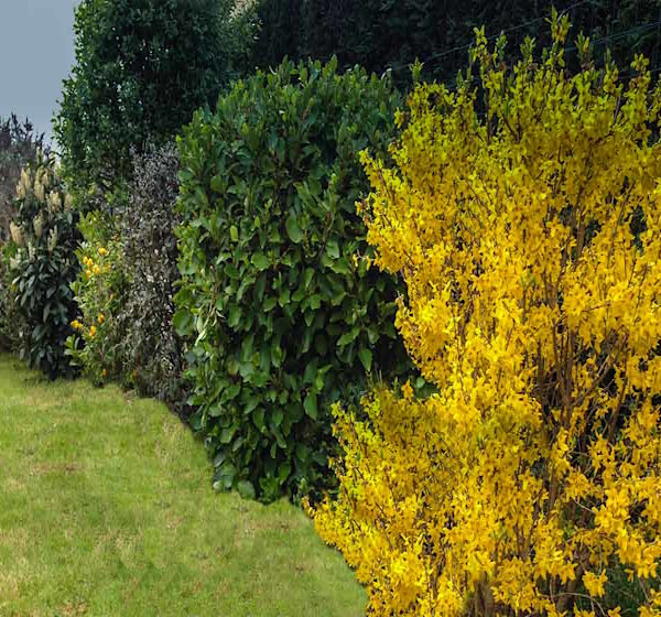 Quels arbustes choisir pour structurer son jardin ? - Jardiland