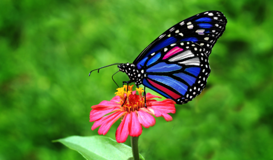 ¿Qué plantas atraen mariposas a tu jardín? - Jardiland