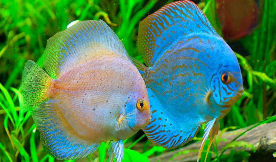 Quels poissons choisir pour un aquarium d'eau chaude ? - Jardiland