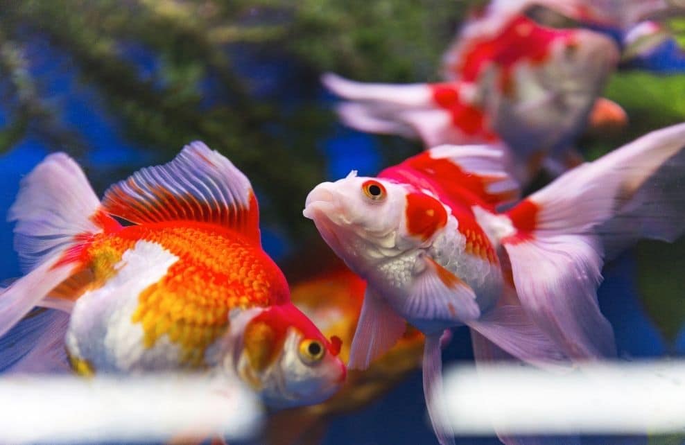 Top 6 des plus beaux poissons pour aquarium - Jardiland